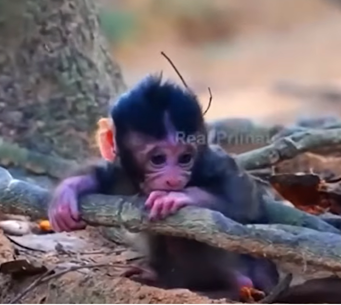 Heartbreaking Moment: Baby Monkey Abandoned by Mother Just Days After ...